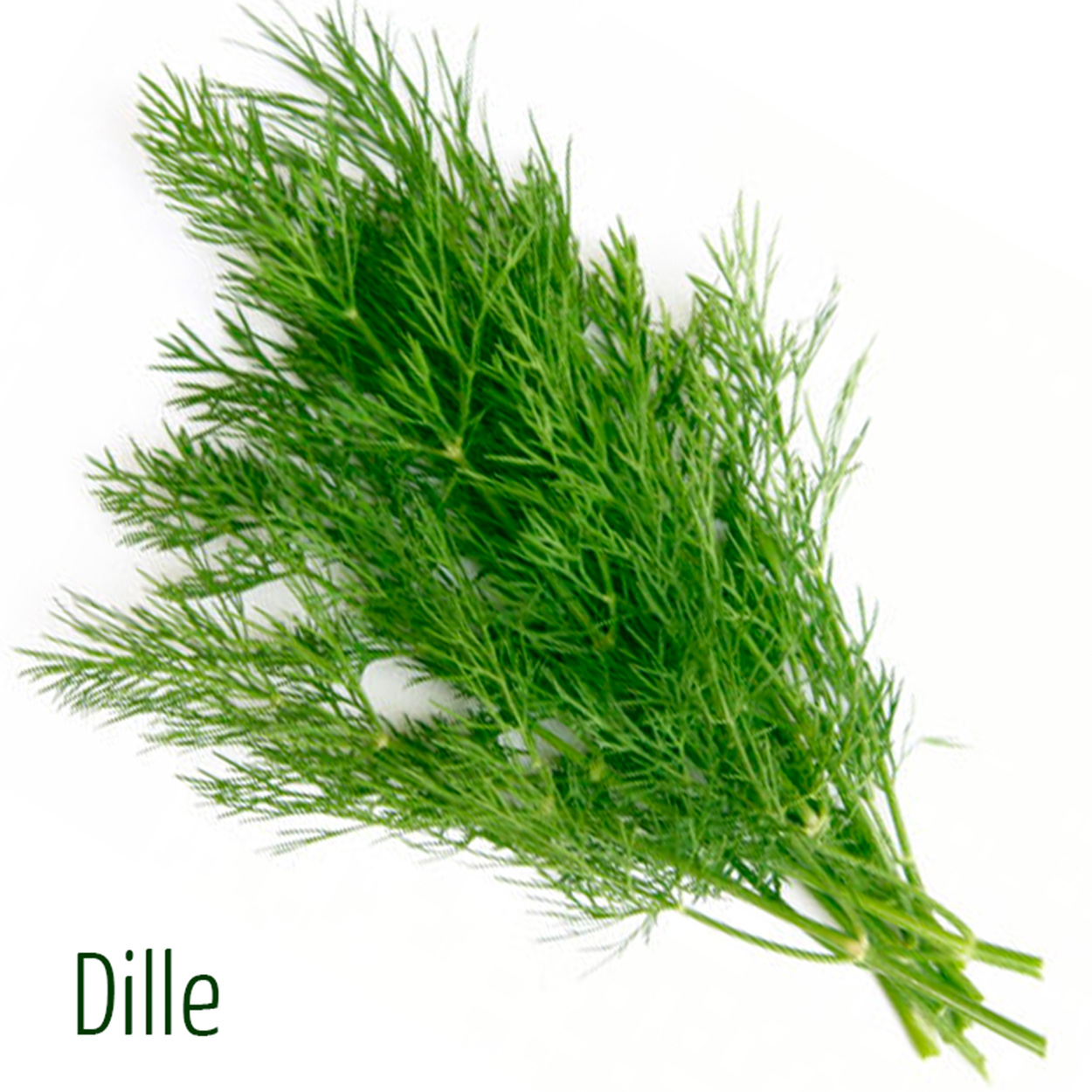 Zaden Kruiden in Potje Dille online kopen | Lobbes.nl